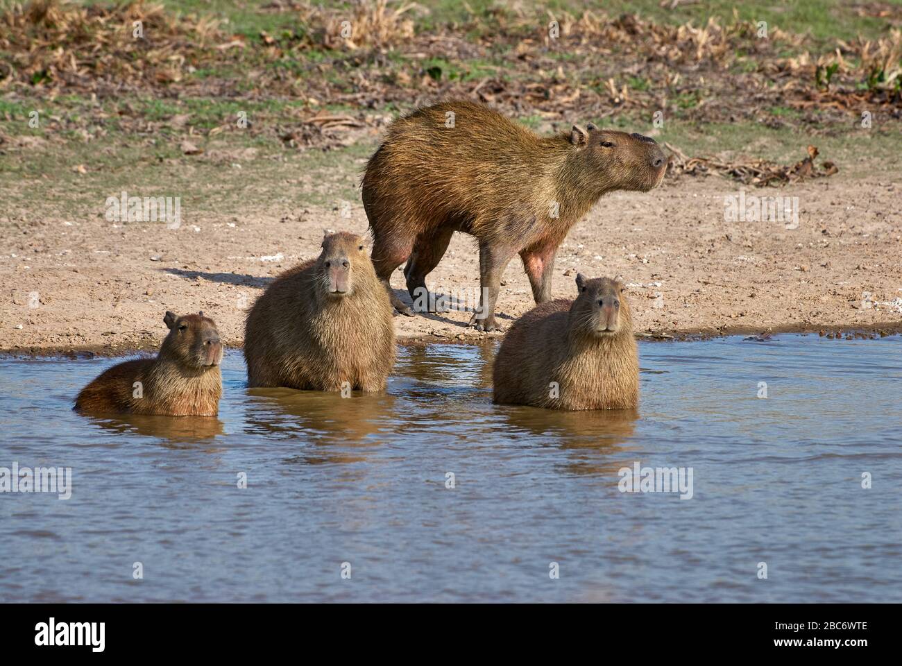 Capybara, Hydrochoerus hydrochaeris, family with cubs in sunset, LOS ...