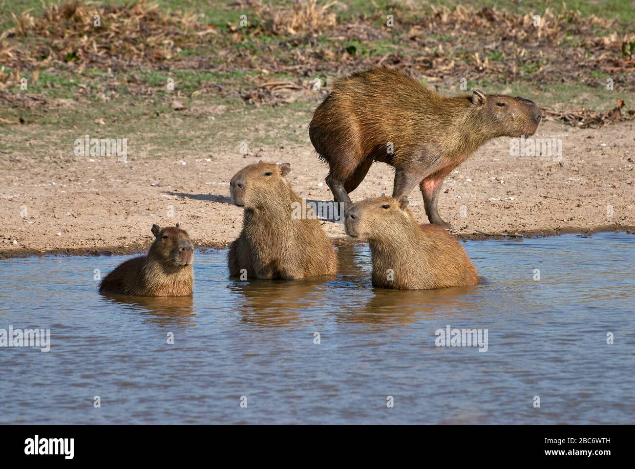 Capybara, Hydrochoerus hydrochaeris, family with cubs in sunset, LOS ...