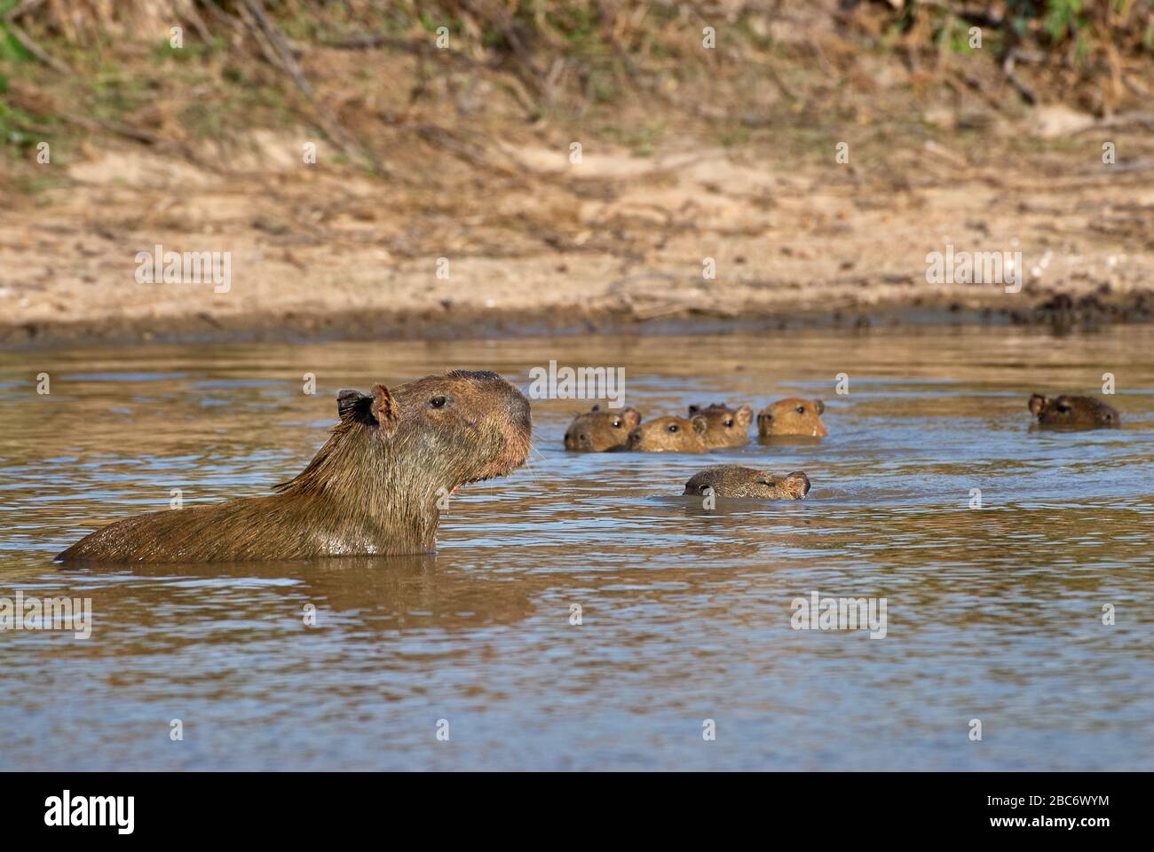 Capybara, Hydrochoerus hydrochaeris, family with cubs in sunset, LOS ...
