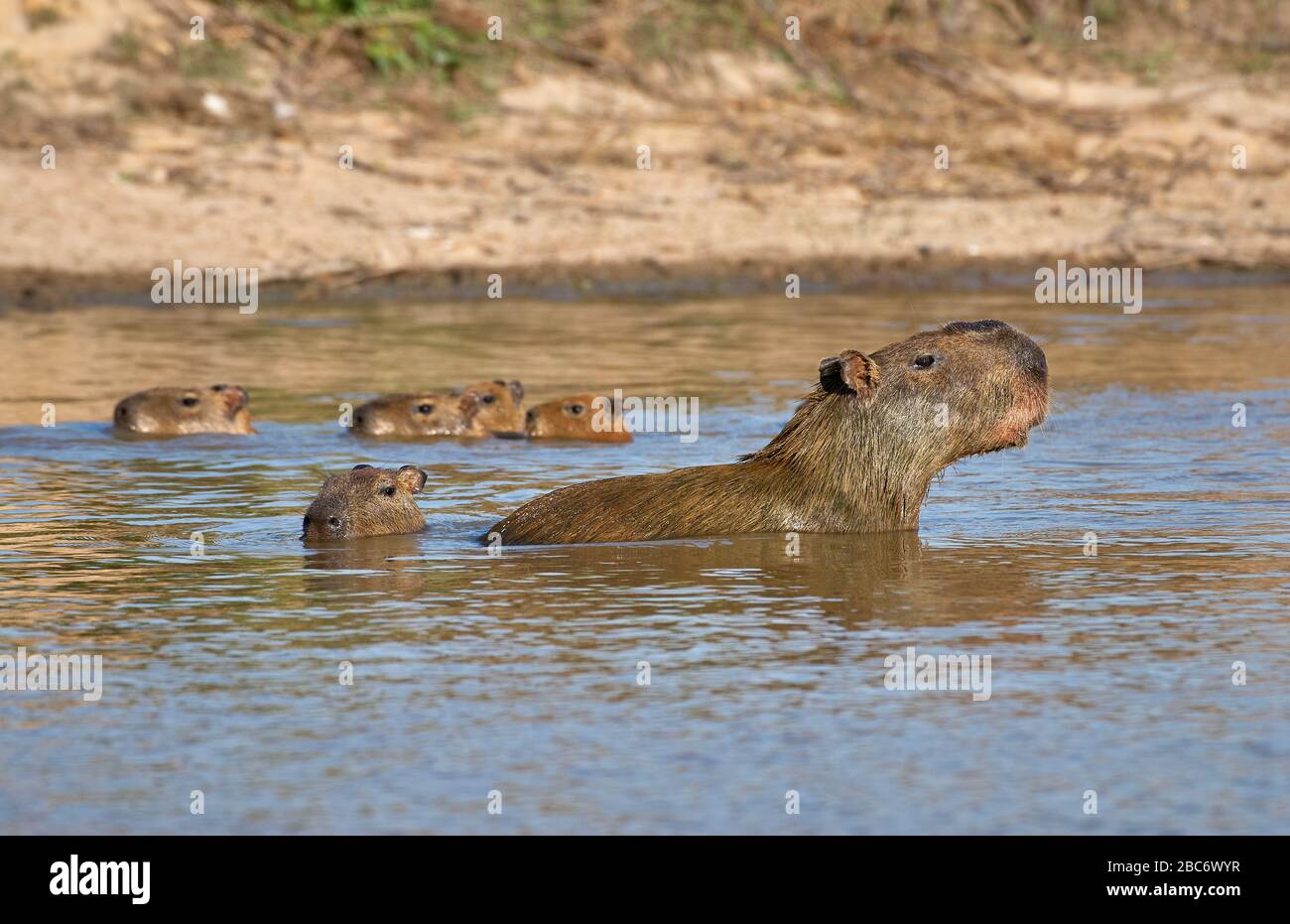 Capybara, Hydrochoerus hydrochaeris, family with cubs in sunset, LOS ...