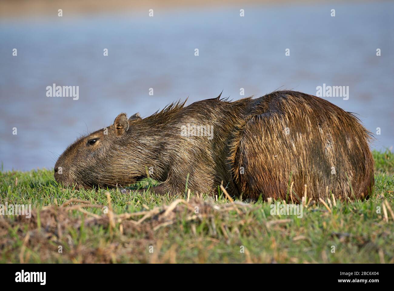 Capybara, Hydrochoerus hydrochaeris, LOS LLANOS, Venezuela, South ...