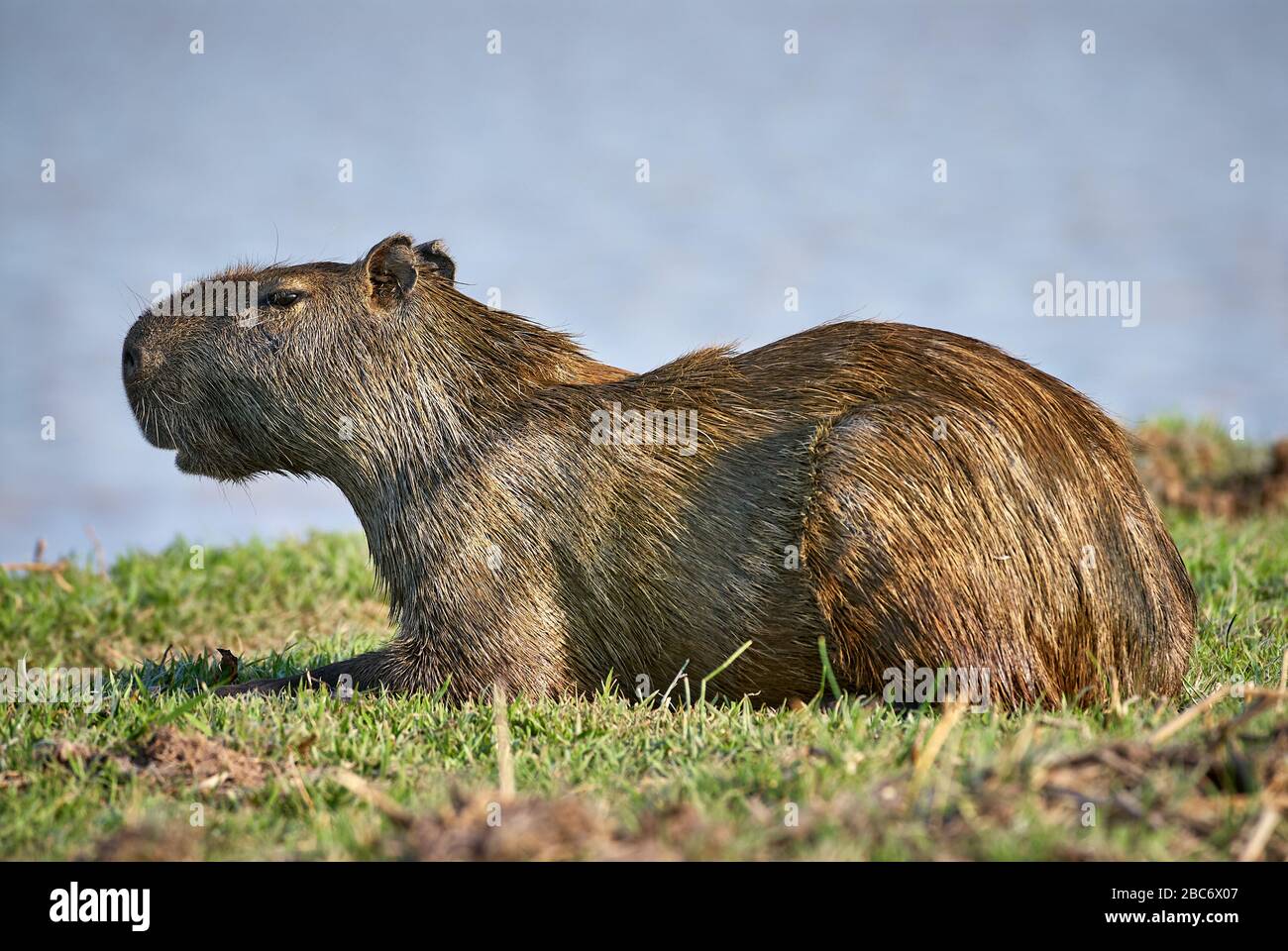 Capybara, Hydrochoerus hydrochaeris, LOS LLANOS, Venezuela, South ...