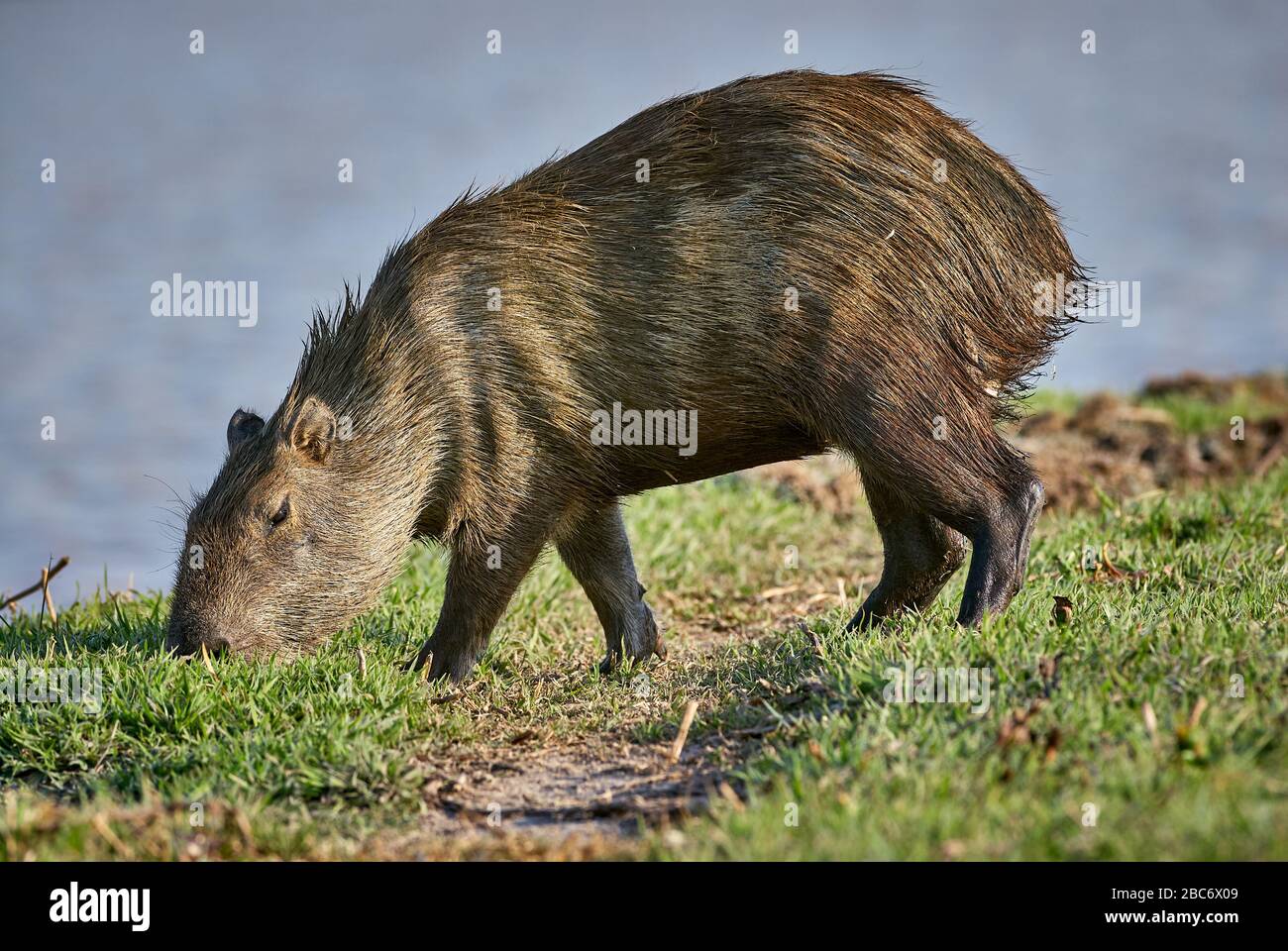 Capybara, Hydrochoerus hydrochaeris, LOS LLANOS, Venezuela, South ...