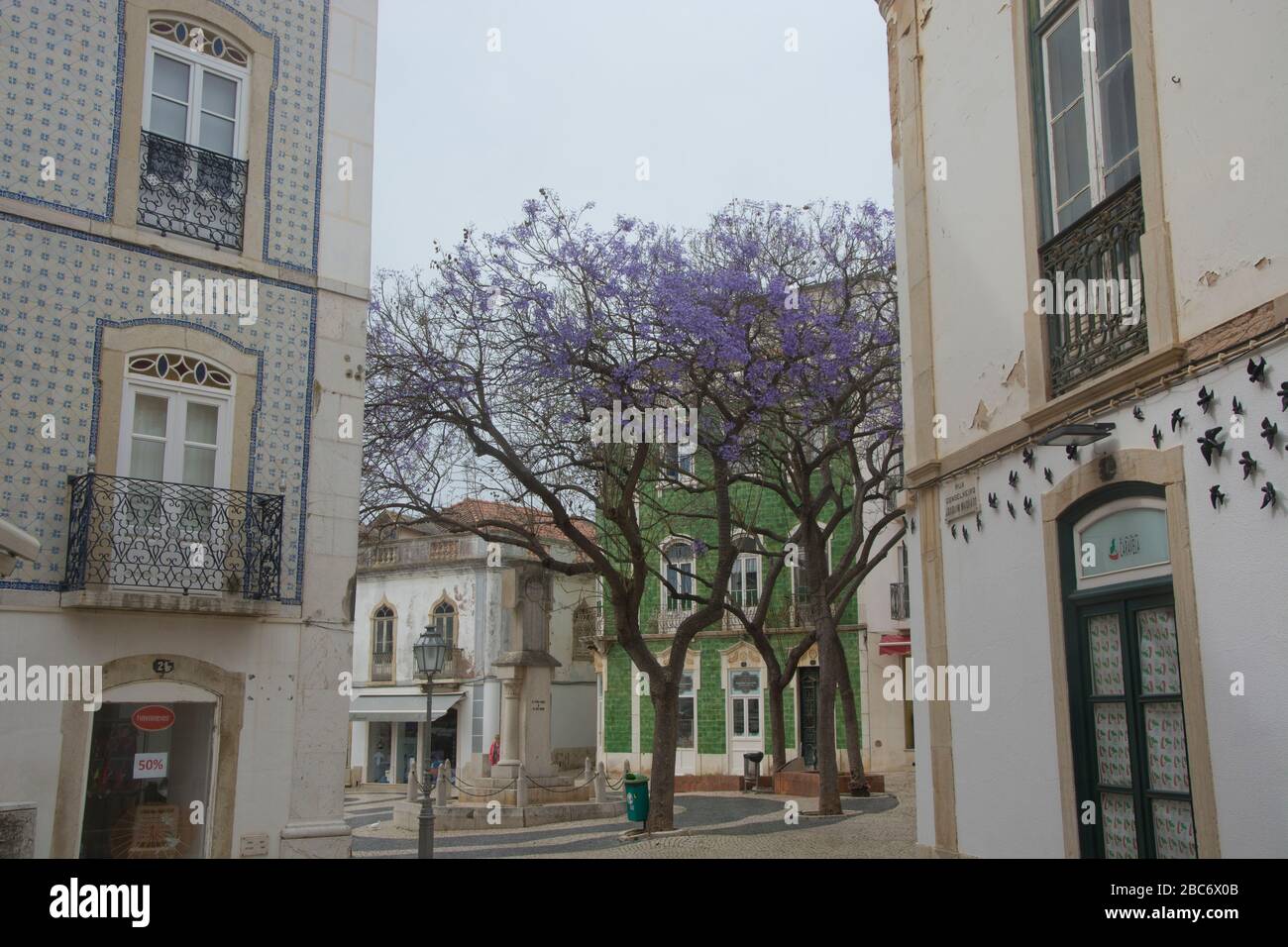 jacaranda trees in the old town of lagos, portugal Stock Photo - Alamy