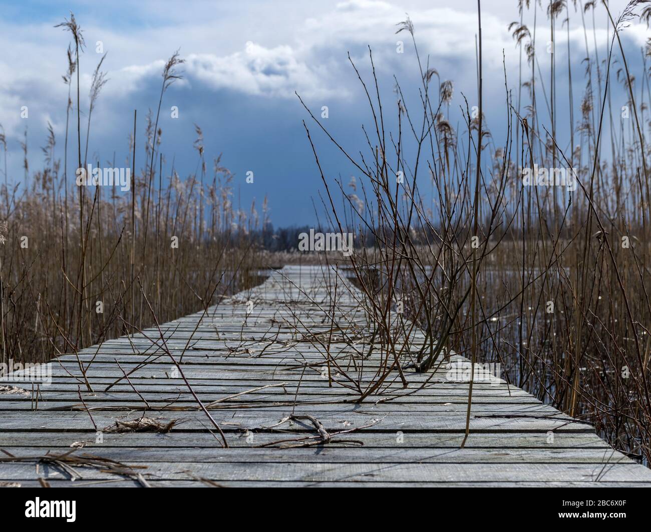 abstract wallpaper with wooden boardwalk, blurred background, shrubs ...