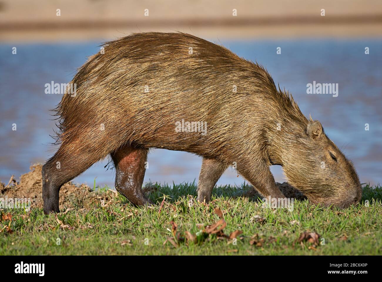 Capybara, Hydrochoerus hydrochaeris, LOS LLANOS, Venezuela, South ...
