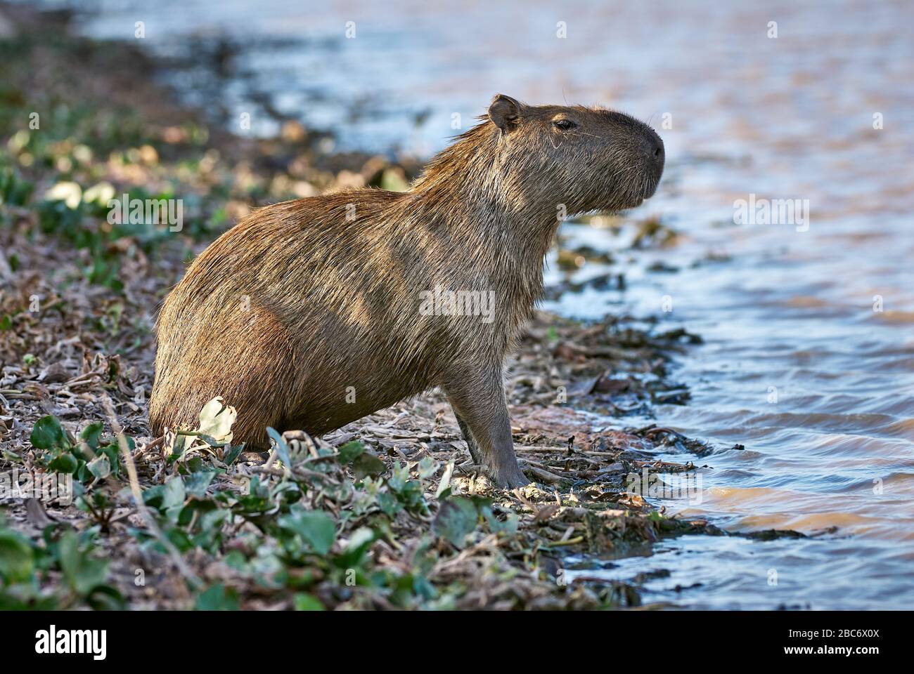 Capybara, Hydrochoerus hydrochaeris, LOS LLANOS, Venezuela, South ...