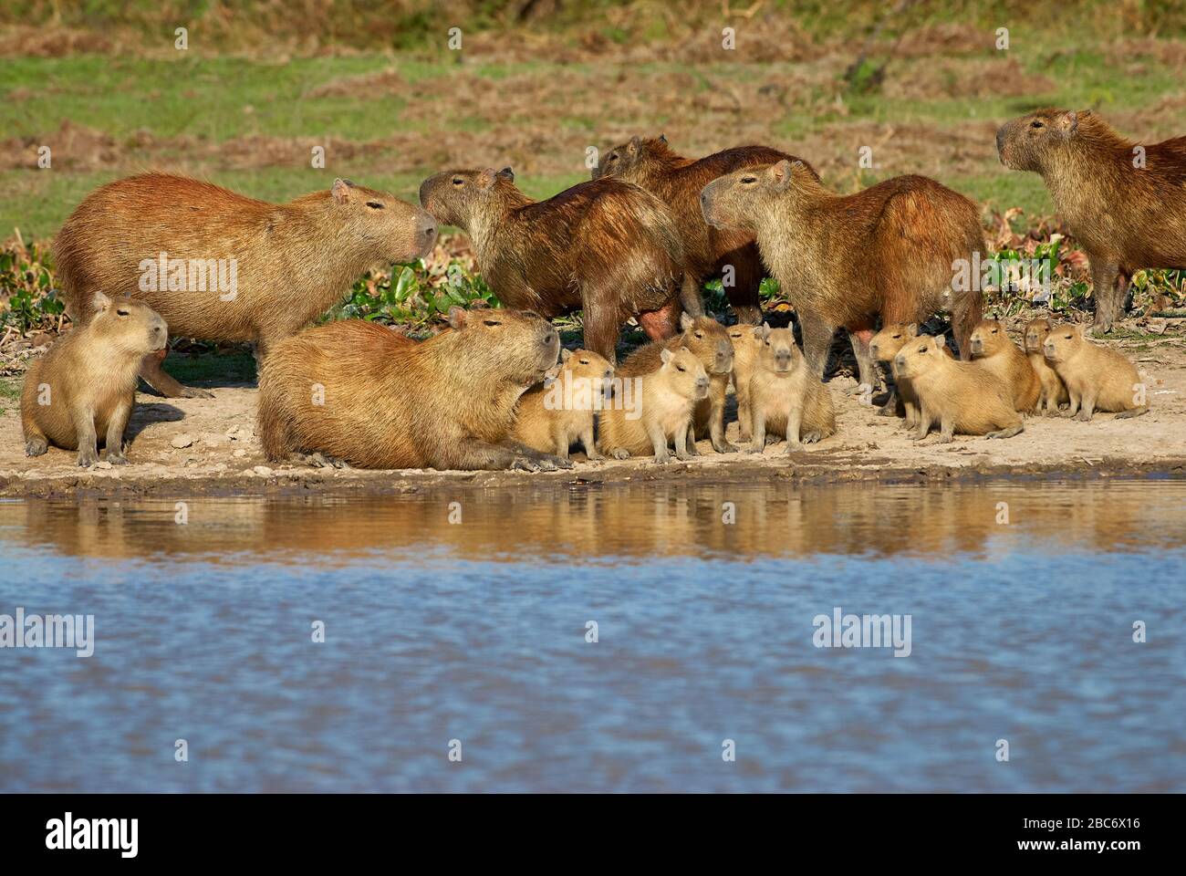 Capybara, Hydrochoerus hydrochaeris, family with cubs in sunset, LOS ...