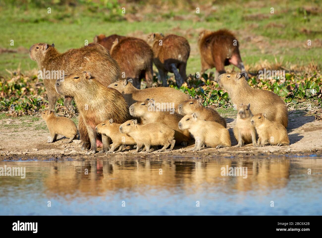 Capybara familie hi-res stock photography and images - Alamy