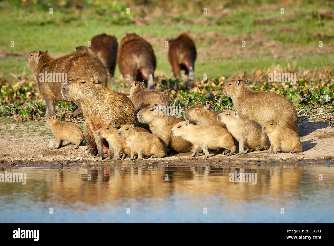 Capybara, Hydrochoerus hydrochaeris, family with cubs in sunset, LOS ...