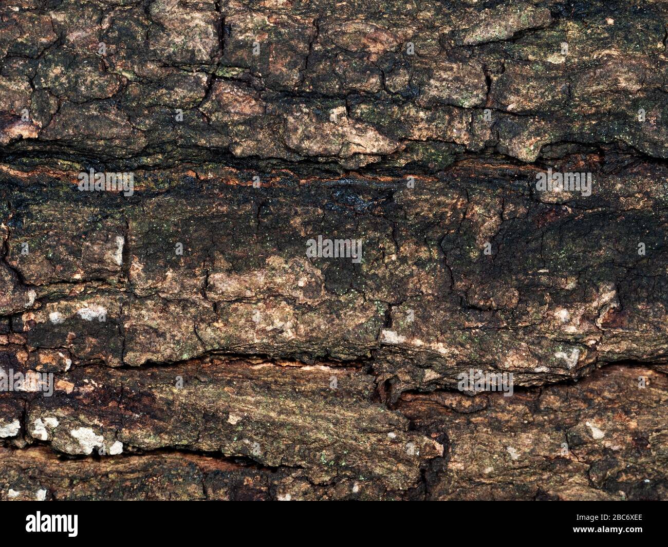 Macro Photography of Textured of Old Tree Bark for Background Stock ...