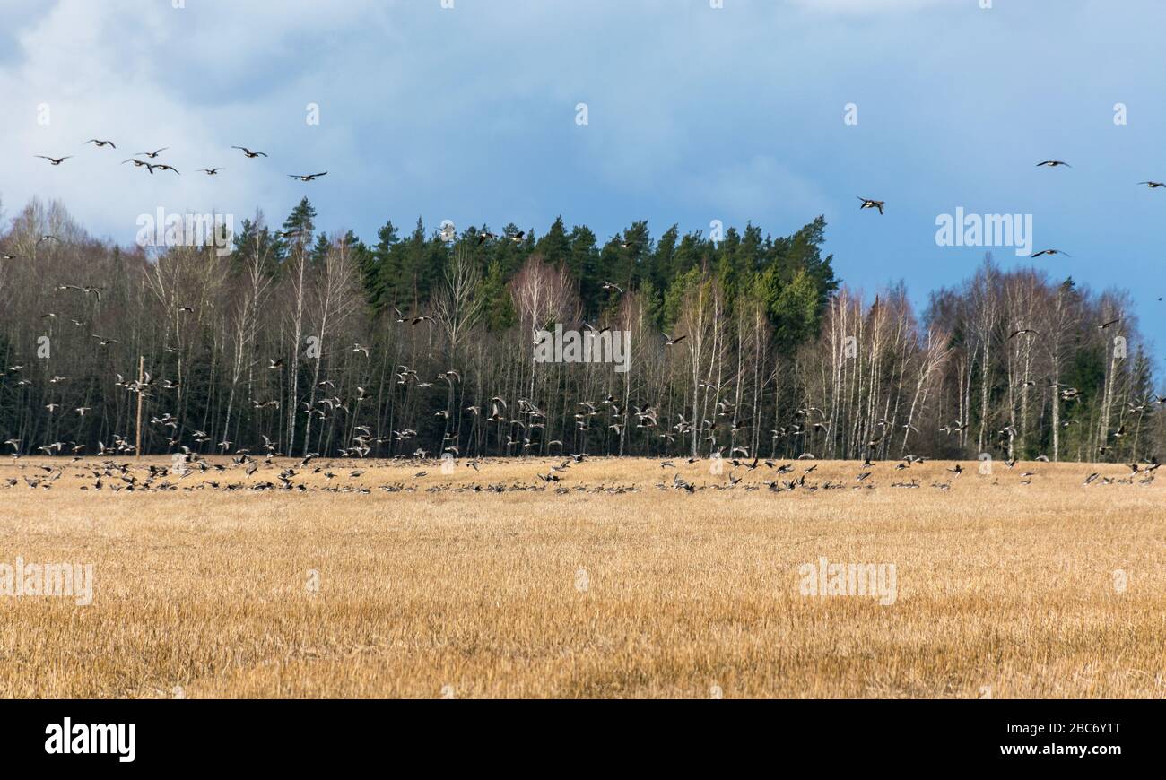 landscape with goose barn in the field, agricultural fields with fresh ...