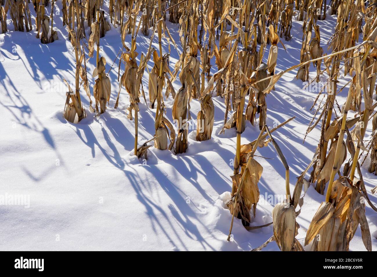 Corn Fields In Rural York High Resolution Stock Photography and Images ...
