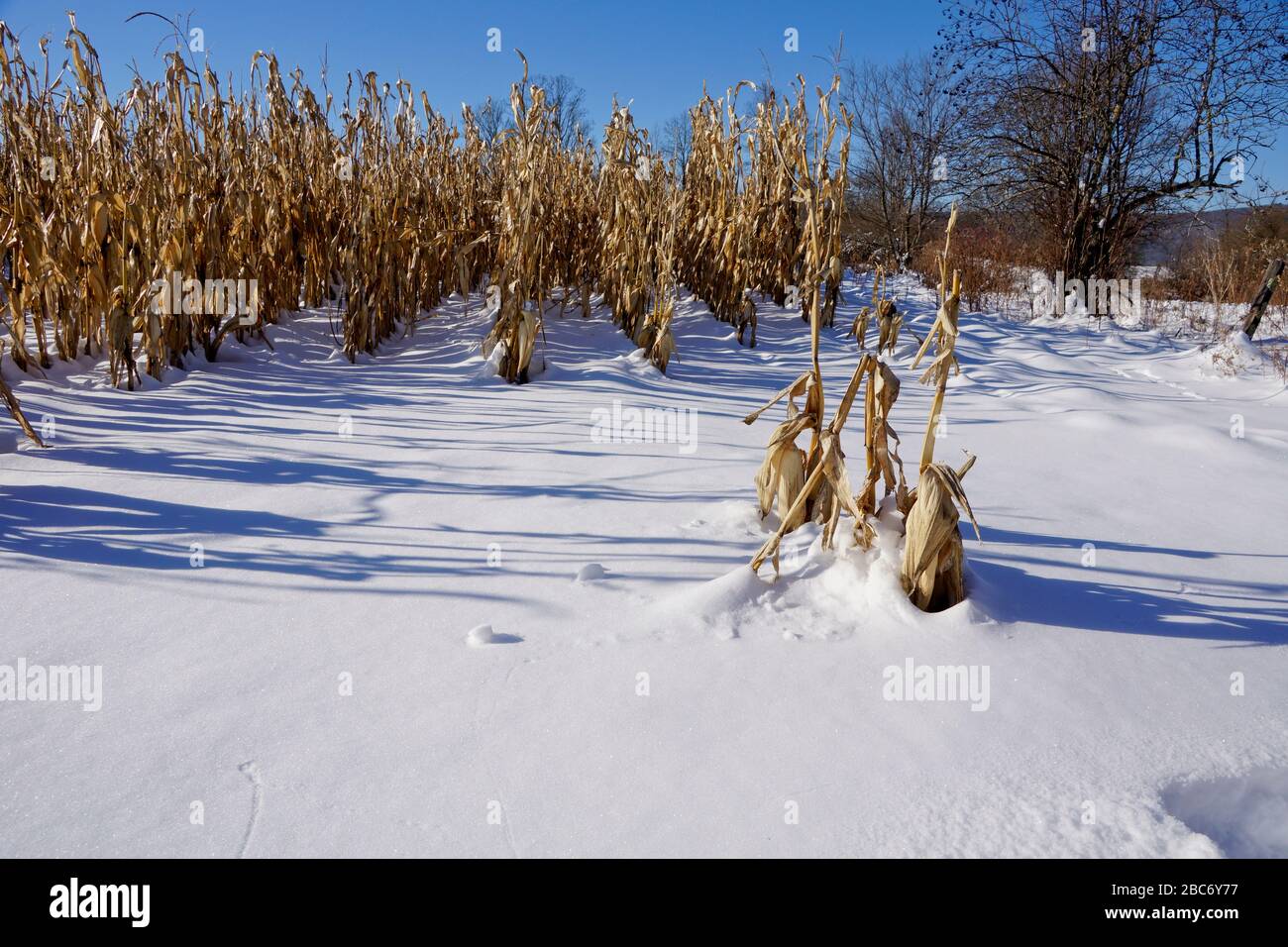 Corn field with snow in Upstate New York Stock Photo - Alamy