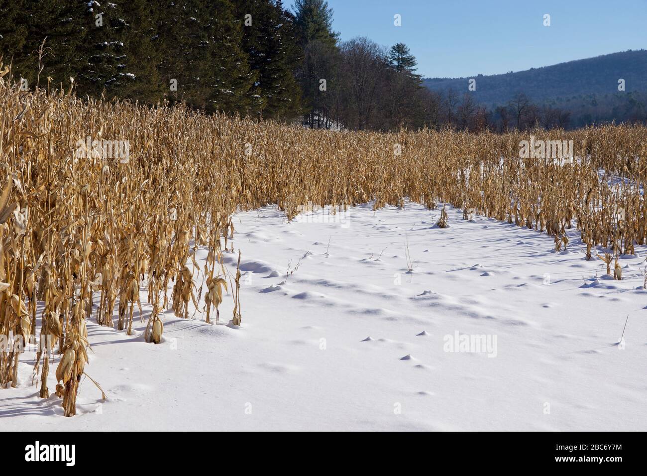 Corn field with snow in Upstate New York Stock Photo - Alamy