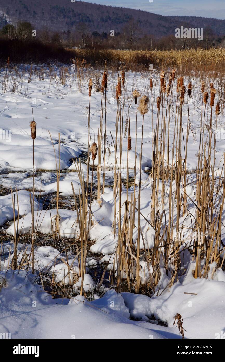Robert V. Riddell State Park in Upstate New York Stock Photo - Alamy