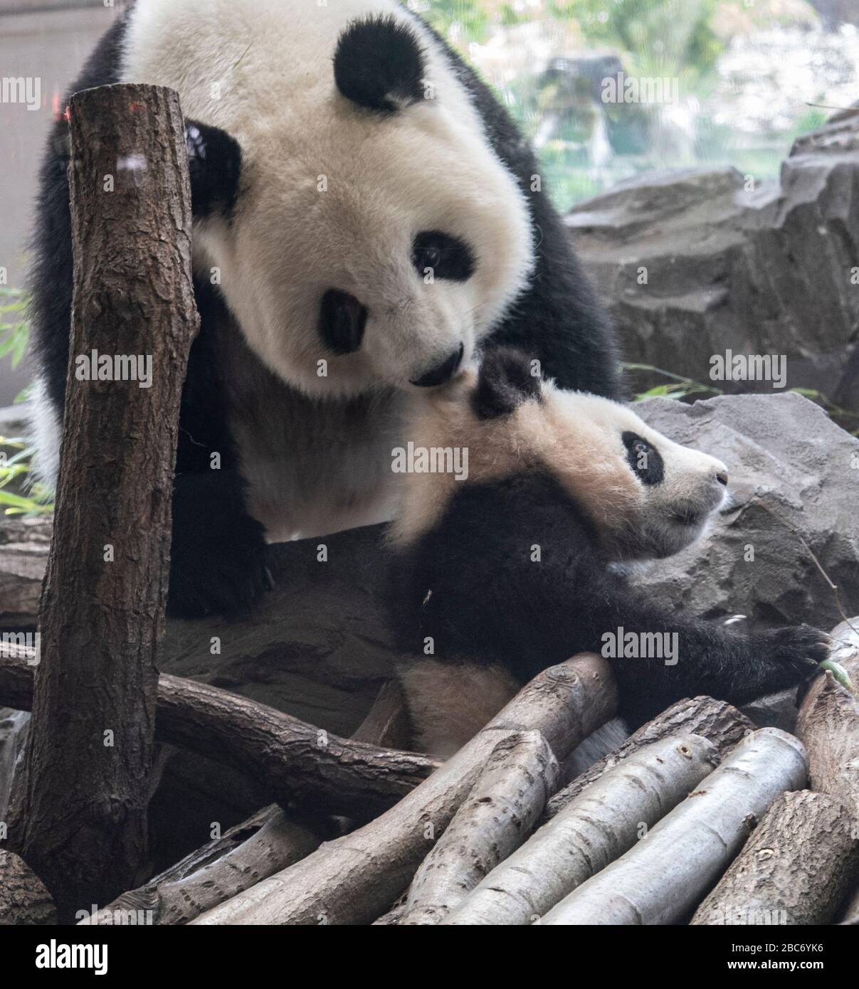 Berlin, Germany. 03rd Apr, 2020. One of the young pandas in the zoo ...