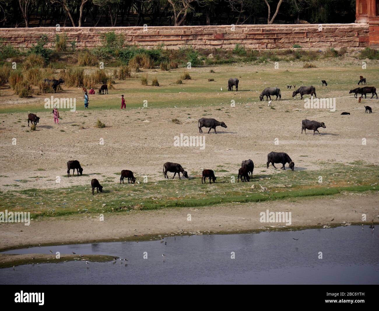 Taj Mahal From Across Yamuna River High Resolution Stock Photography ...