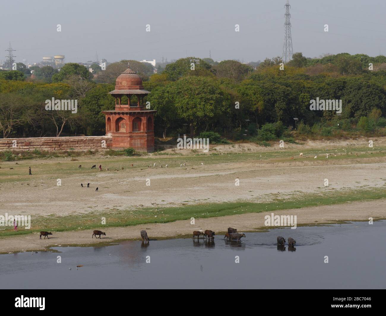 Agra, India- March 2018: A herd of cows wade into the waters of Yamuna ...
