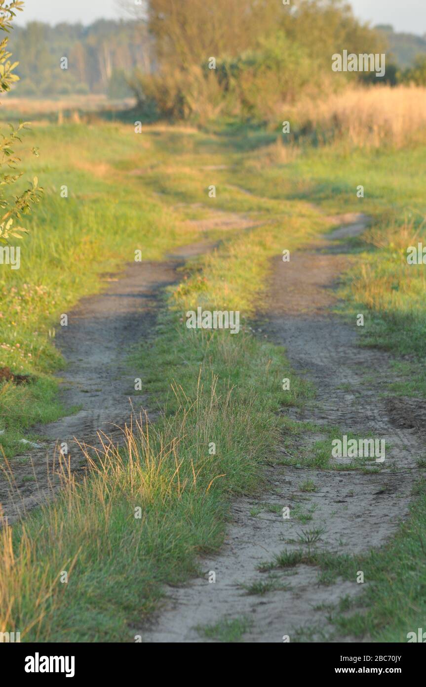 A country road through wet meadows. Sunny morning in the swamp. Sunrise ...