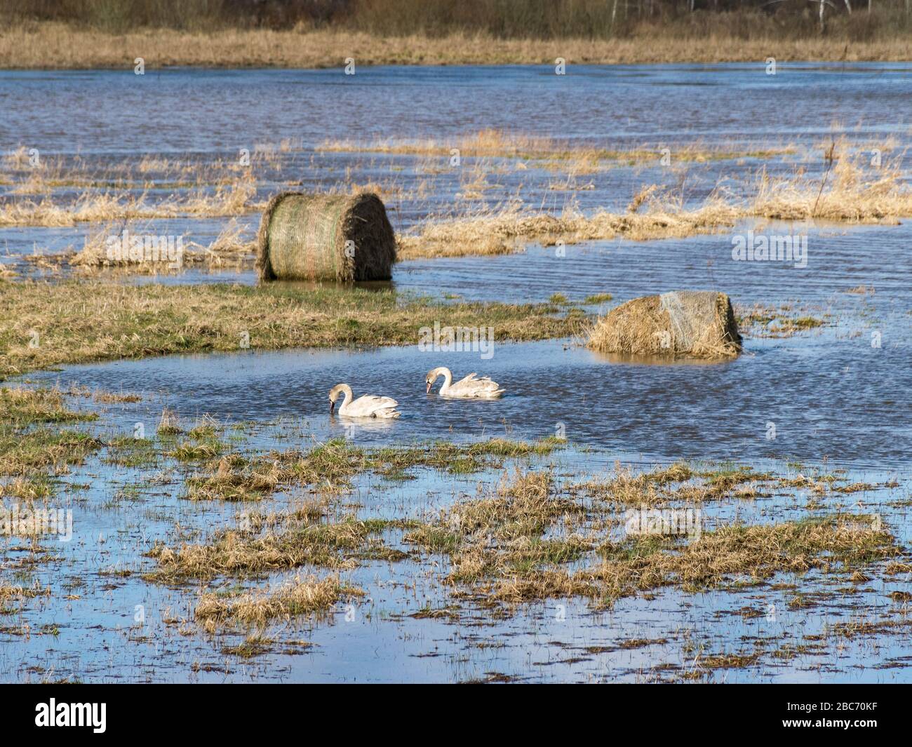 overflowing meadow with hay rolls, swans floating in water, fragments ...