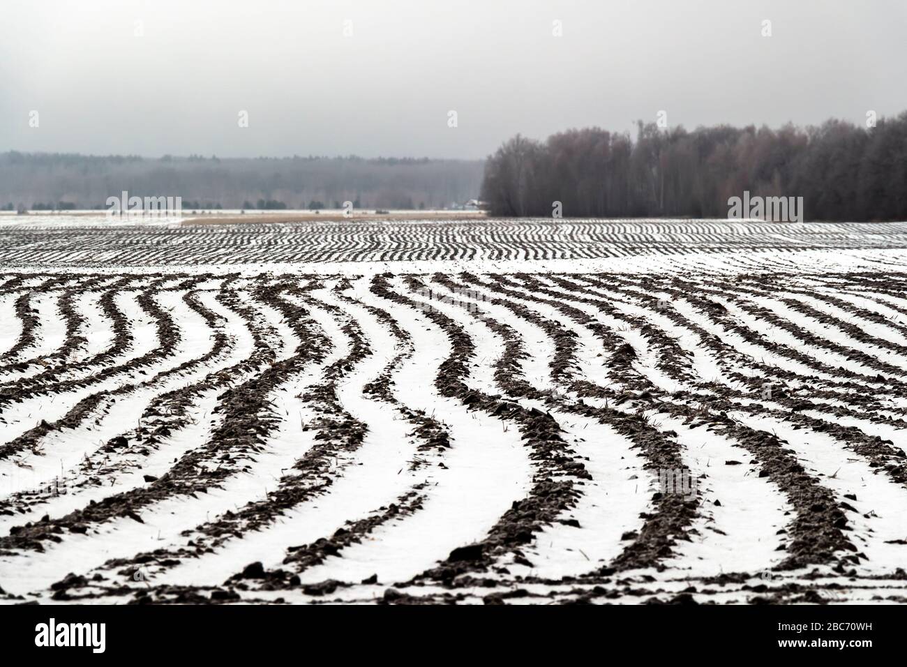 Agricultural fields are covered with pure white snow Stock Photo - Alamy