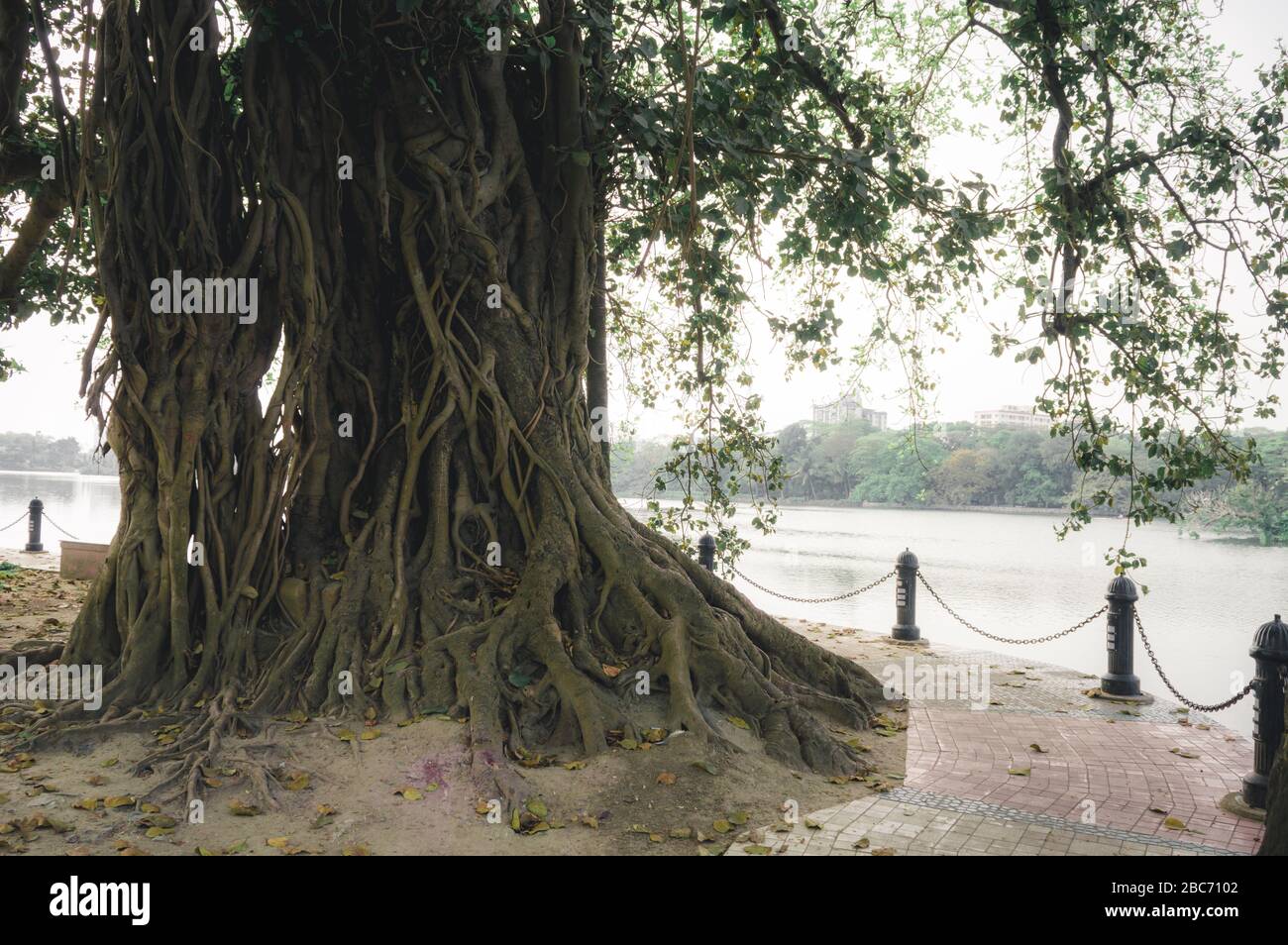 Large Banyan tree trunk in a Lakeside footpath walkway in a public park ...