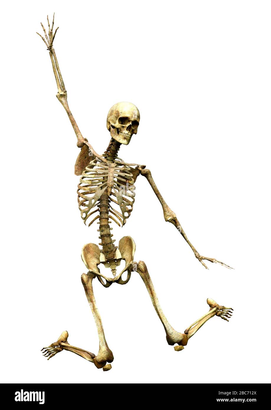 3D rendering of a human skeleton isolated on white background Stock ...