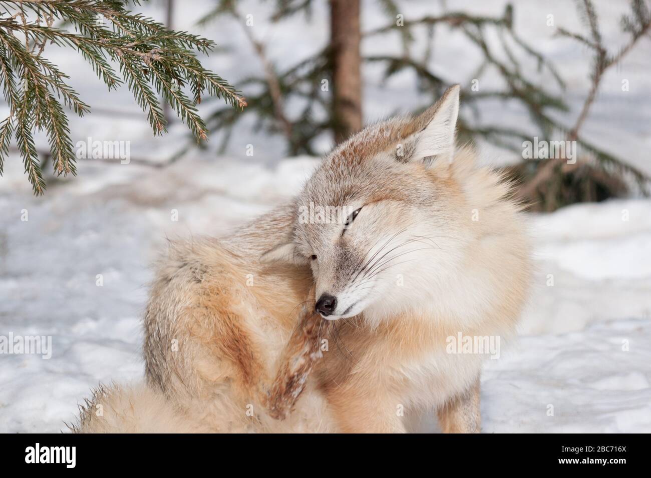 Scratches nose hi-res stock photography and images - Alamy