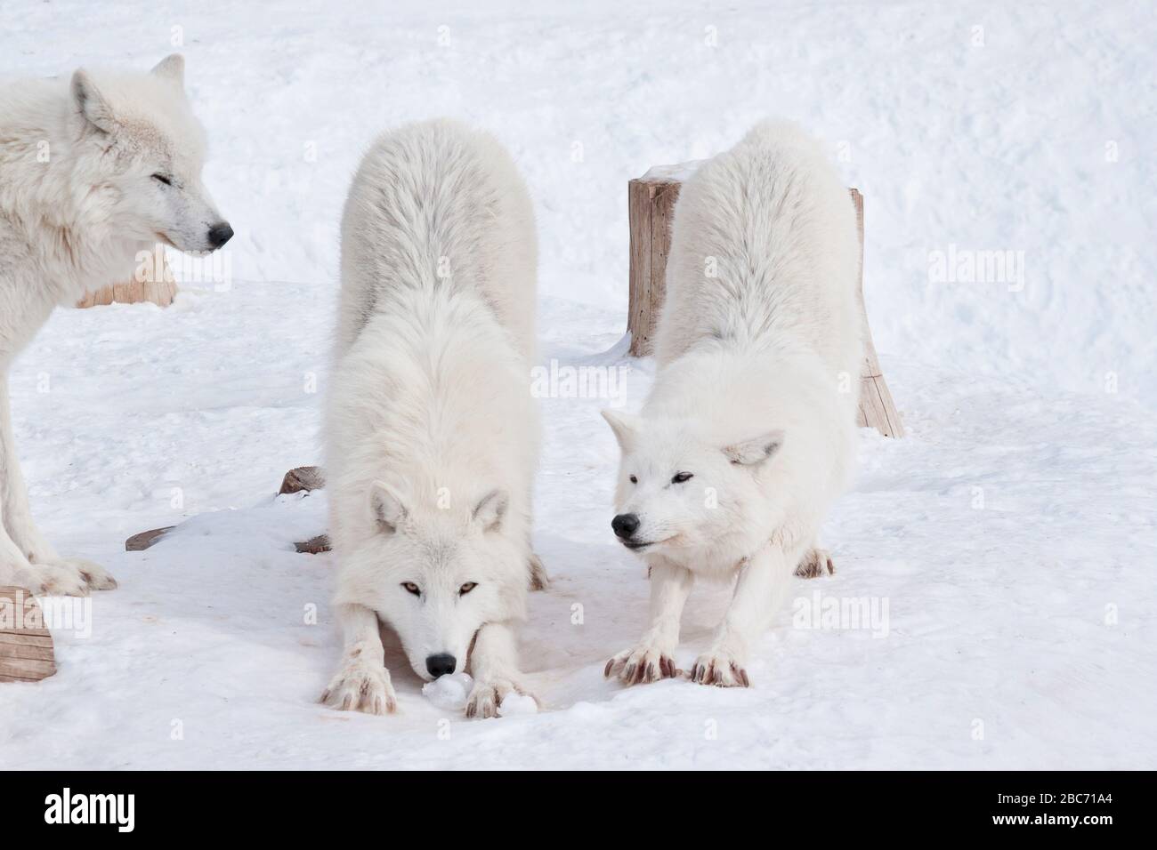 Three wild arctic wolf are playing on white snow. Animals in wildlife ...