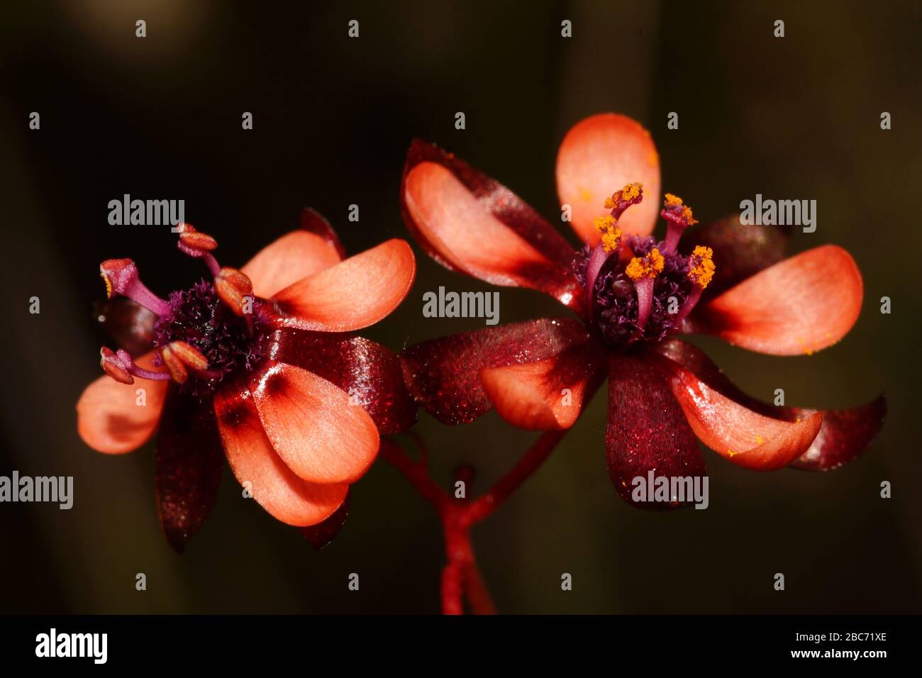 Bright metallic orange and red flowers of Drosera microphylla, an ...