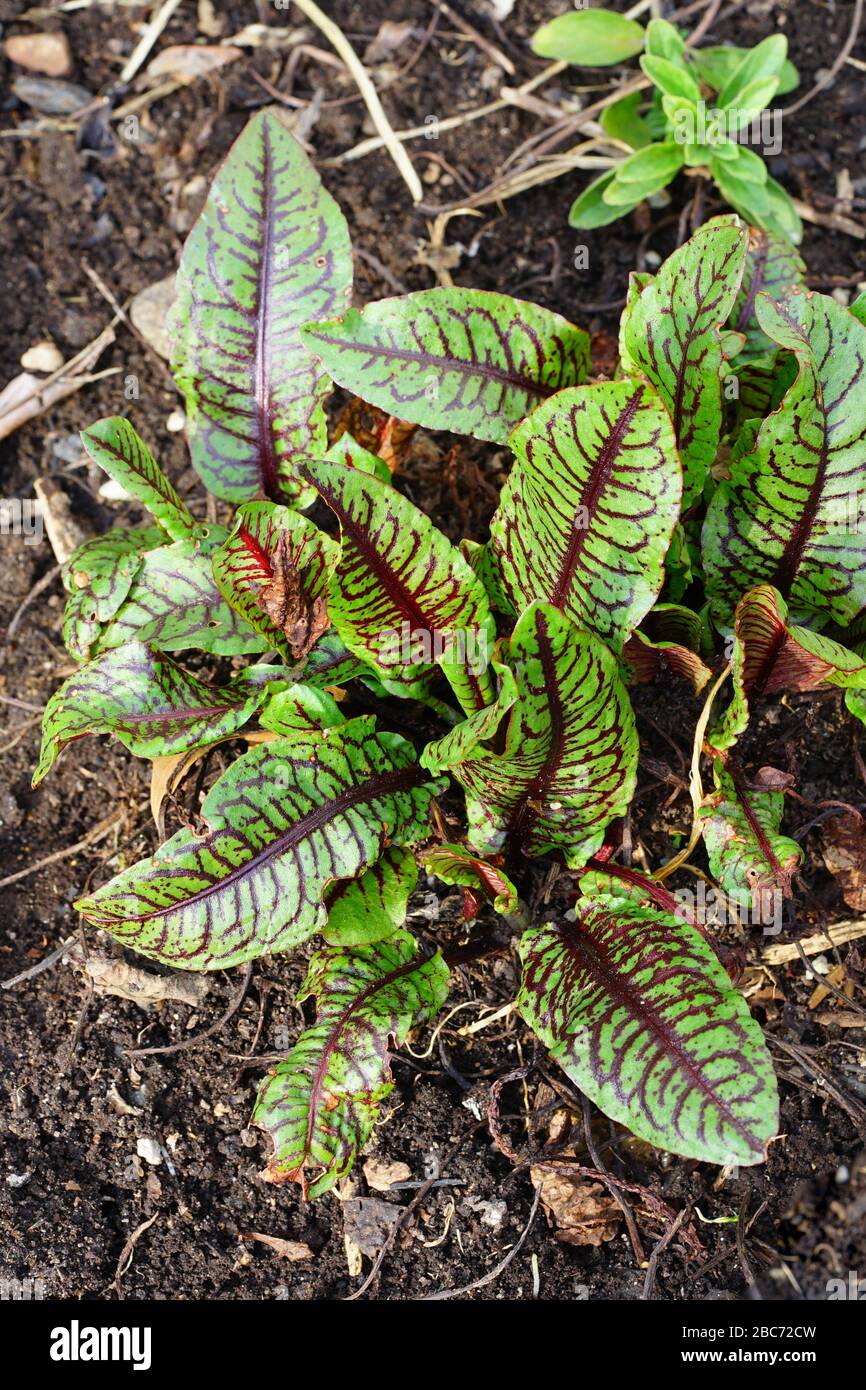 Green leaves with dark red veins of the blood dock red sorrel plant ...