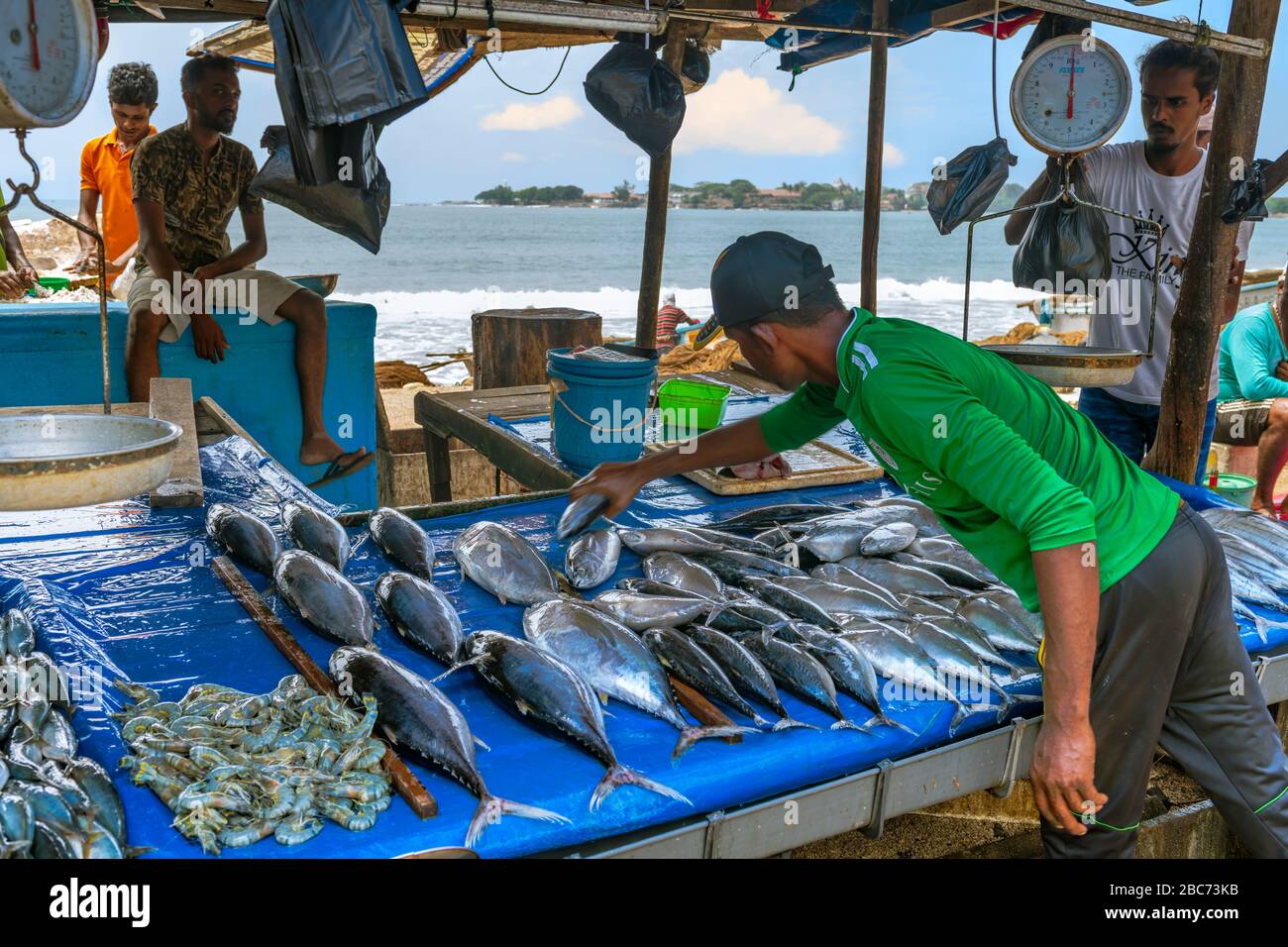 Sri lanka fish hi-res stock photography and images - Alamy