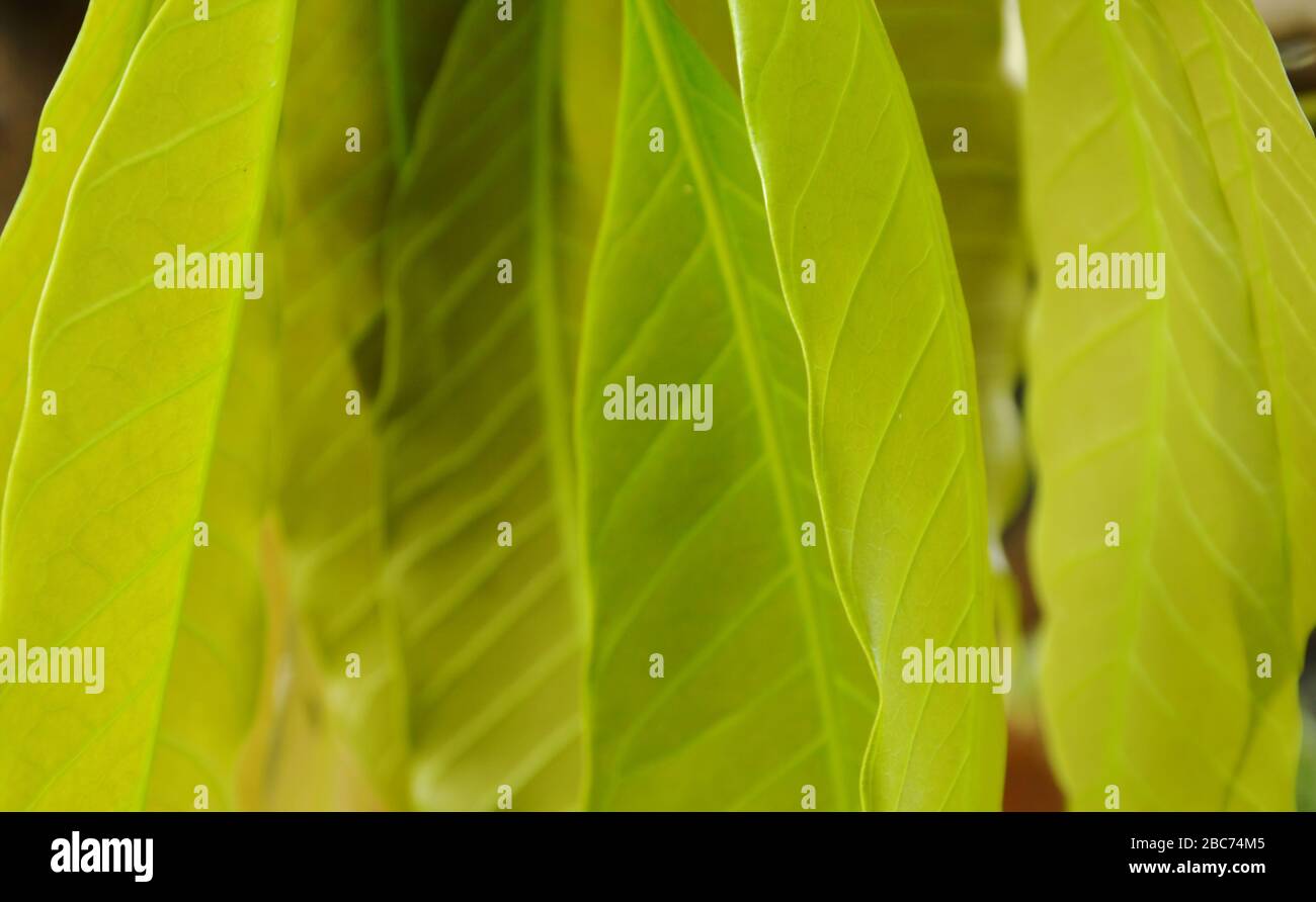 mango leaf in garden texture and background Stock Photo - Alamy