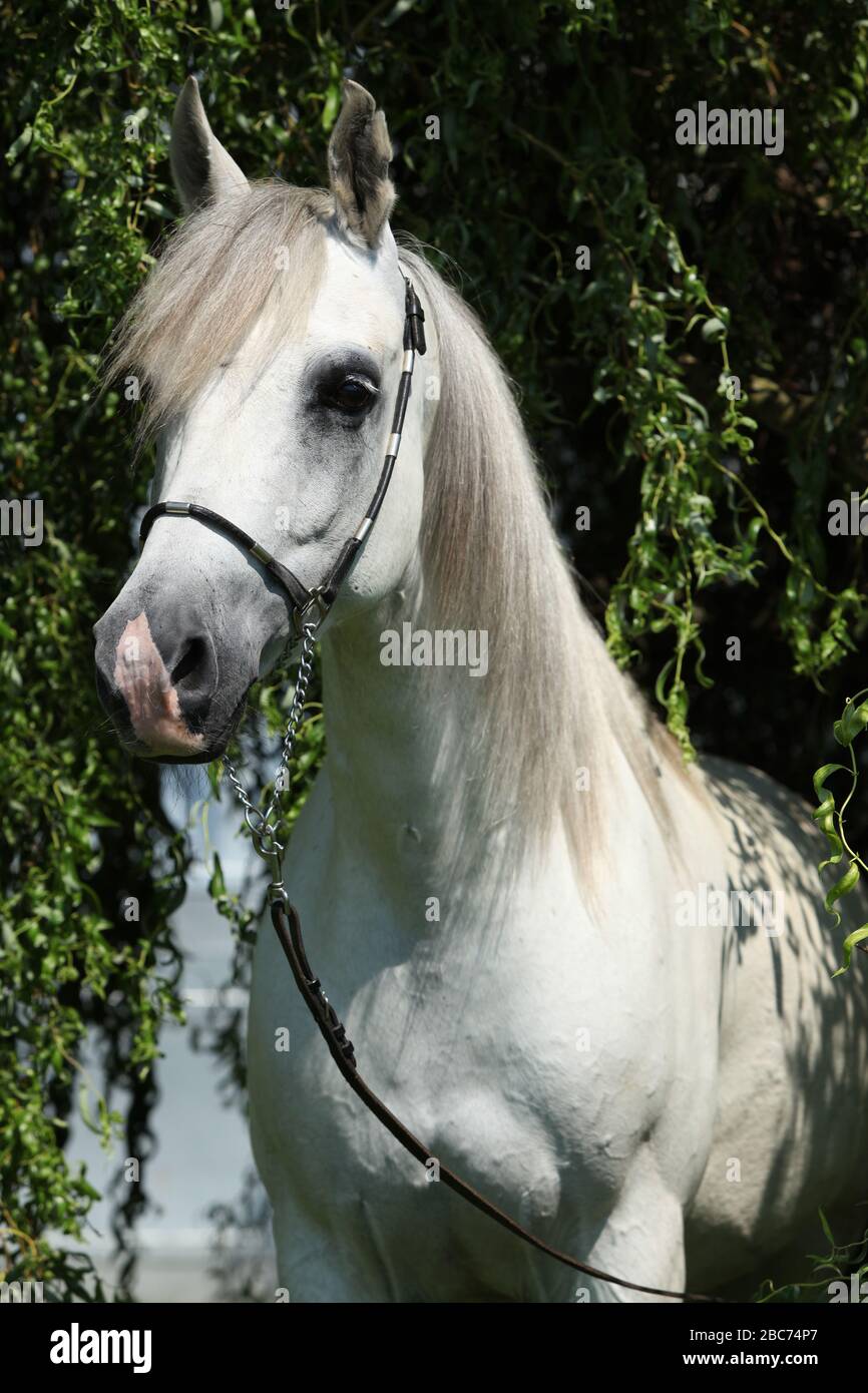 Shagya arab hi-res stock photography and images - Alamy