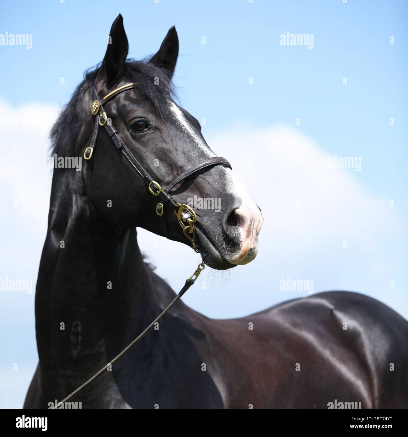 Portrait of amazing black welsh part-bred stallion Stock Photo - Alamy