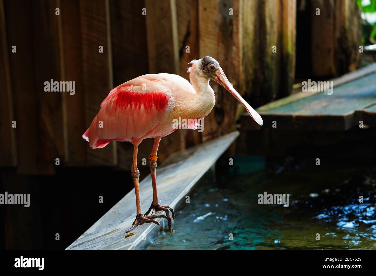 A pink roseate spoonbill bird Stock Photo - Alamy