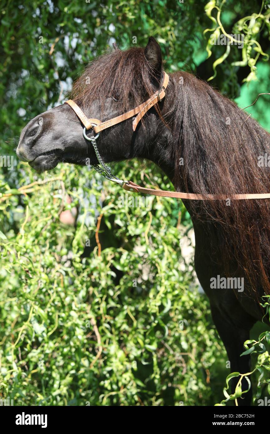 Portrait of nice brown pony with long mane Stock Photo - Alamy