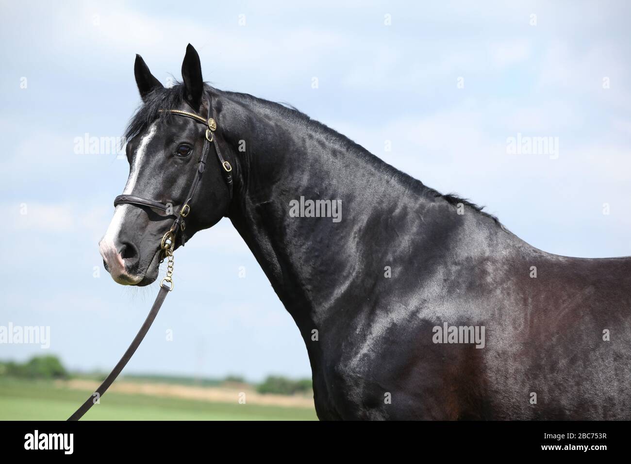 Portrait of amazing black welsh part-bred stallion Stock Photo - Alamy