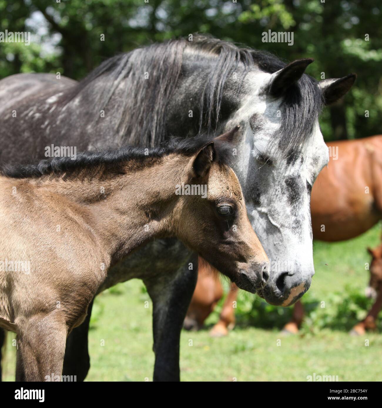 Beautiful mare with its foal standing together on pasturage Stock Photo ...