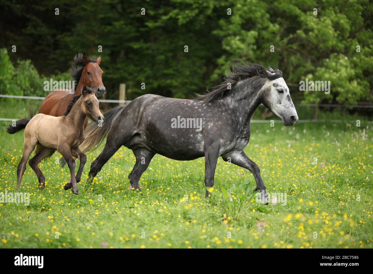 Herd beautiful young horses hi-res stock photography and images - Alamy