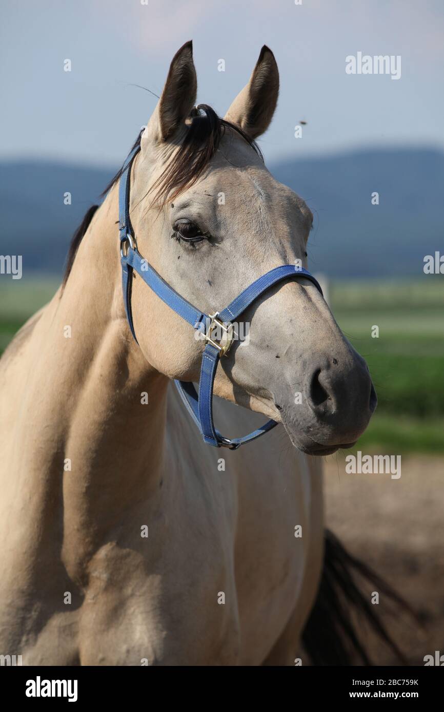 Summer portrait of beautiful horse with interesting color Stock Photo ...