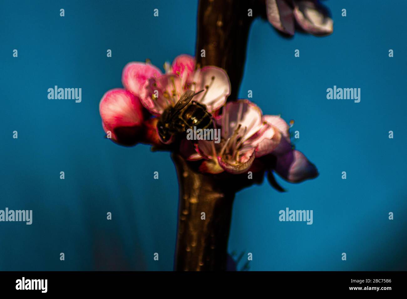 Flowers of April Stock Photo - Alamy