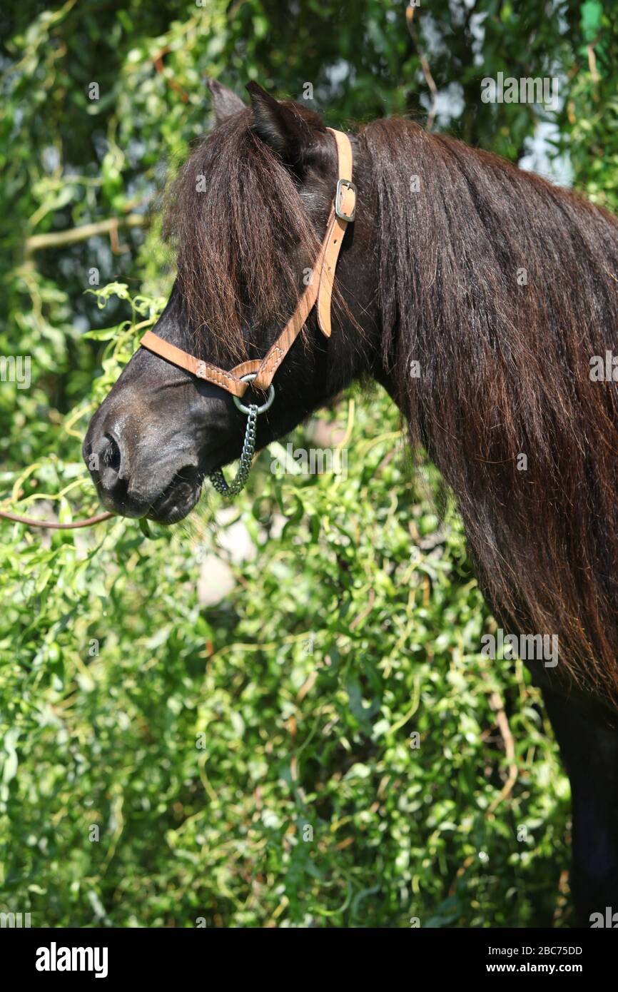 Portrait of nice brown pony with long mane Stock Photo - Alamy