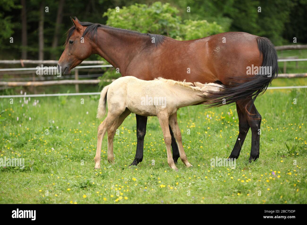 Beautiful mare with its foal standing together on pasturage Stock Photo ...