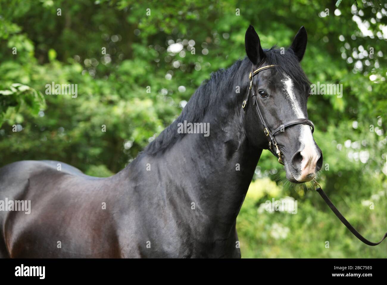 Portrait of amazing black welsh part-bred stallion Stock Photo - Alamy