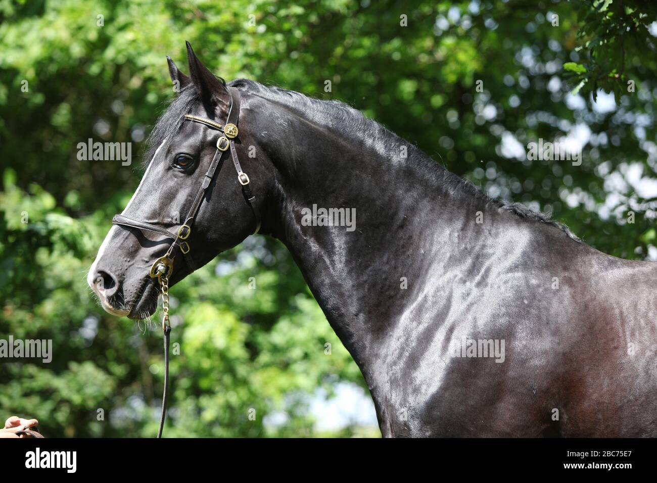 Portrait of amazing black welsh part-bred stallion Stock Photo - Alamy