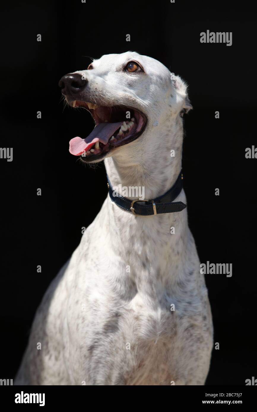 Potrait of amazing Greyhound isolated on black background Stock Photo ...