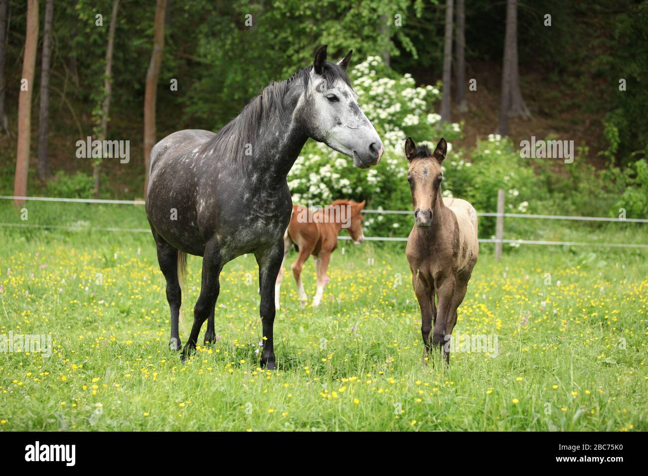 Beautiful mare with its foal standing together on pasturage Stock Photo ...