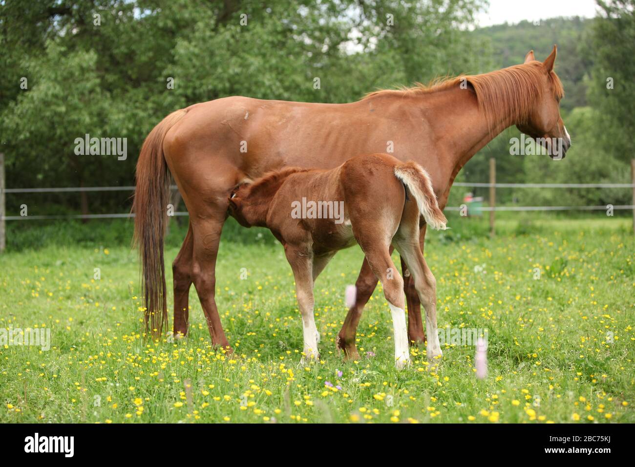 Beautiful mare with its foal standing together on pasturage Stock Photo ...